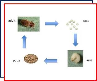 Drugstore Beetle Control Nassau County, New York