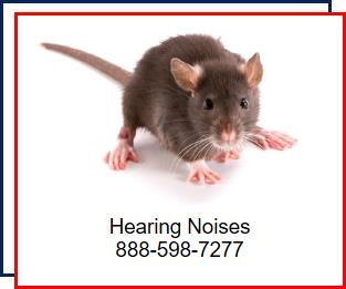 Nassau County Pest and Humane Wildlife Control