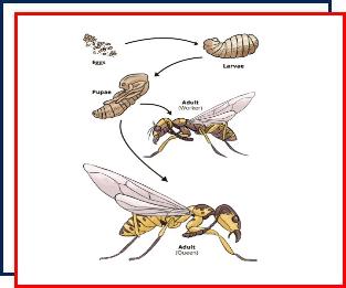 Wasp Removal Nassau County, New York